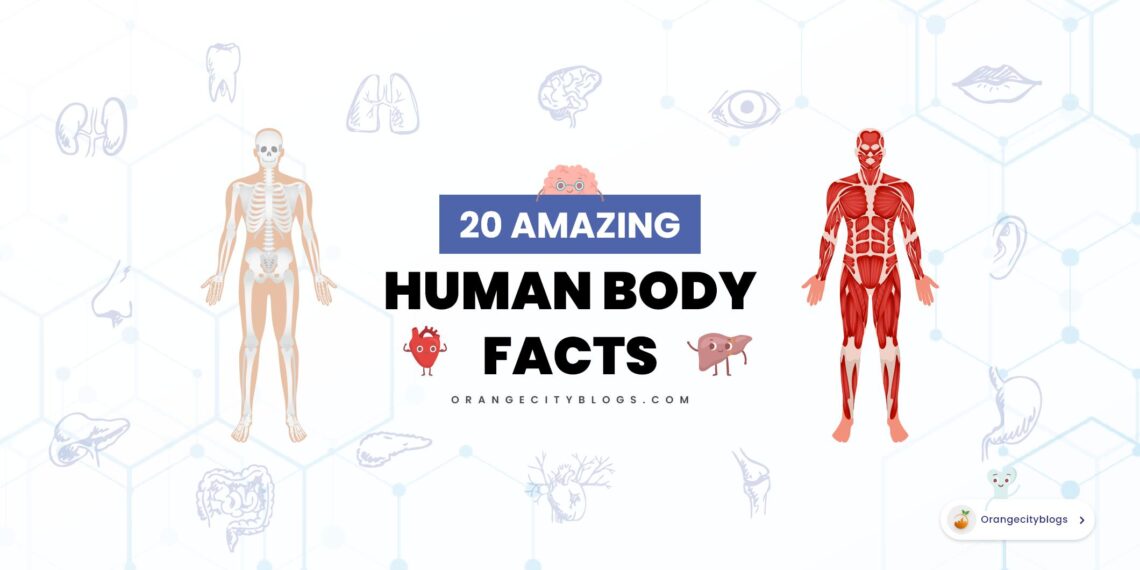 20 Amazing Human Body Facts - OrangeCity Blogs